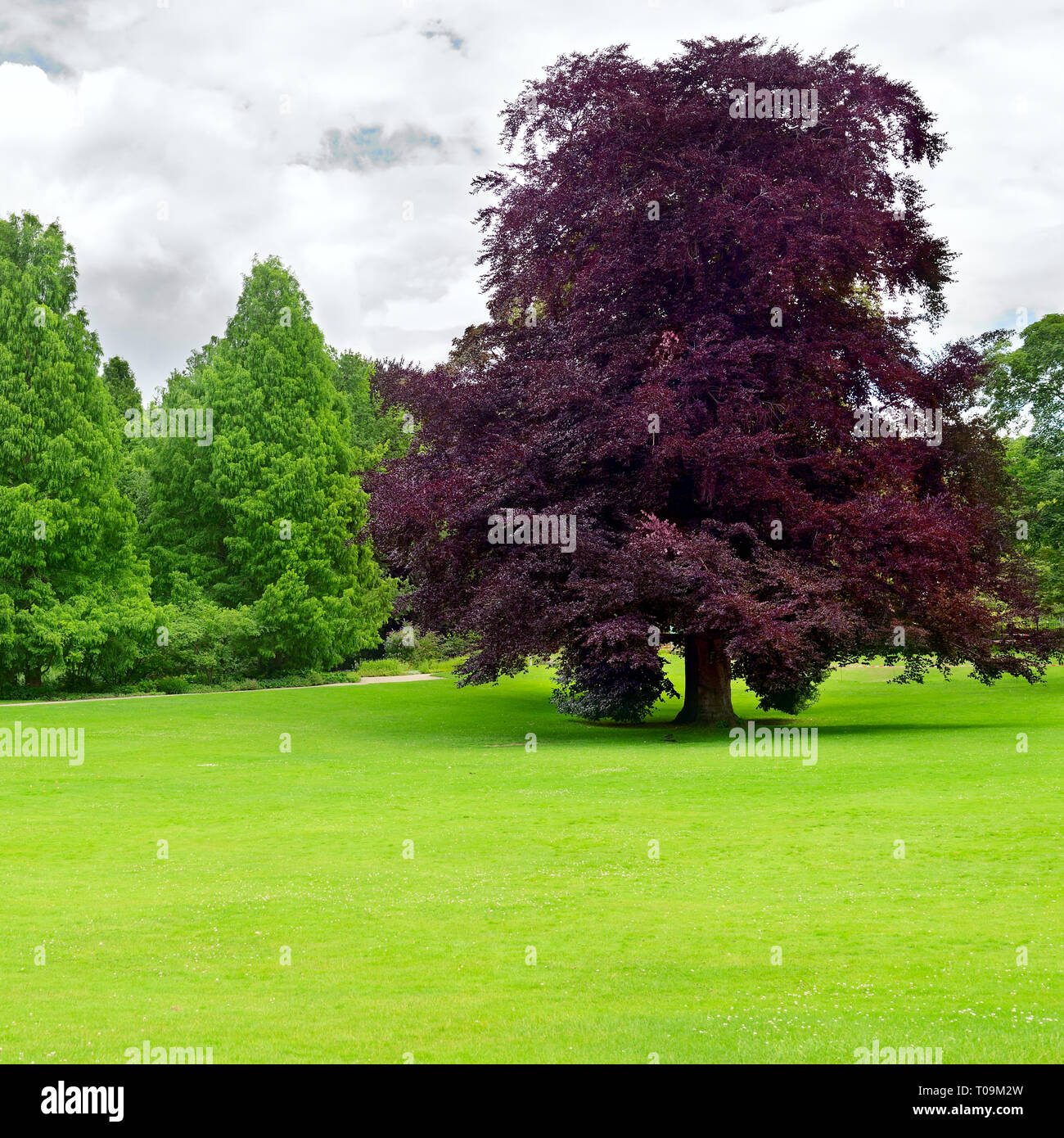 Beautiful meadow in the park Stock Photo - Alamy