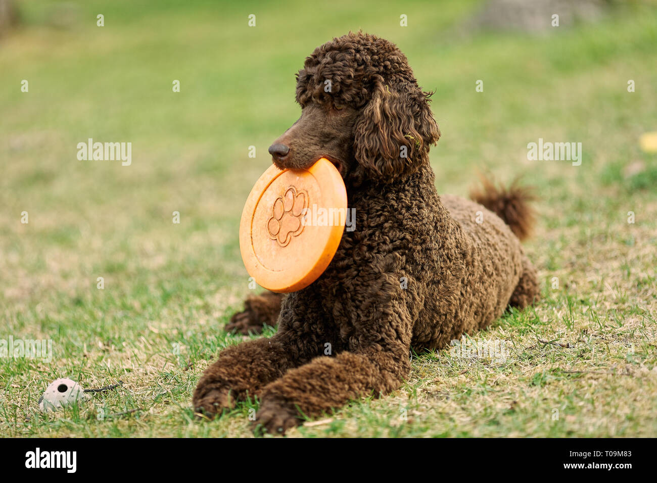 Are Standard Poodles Smart