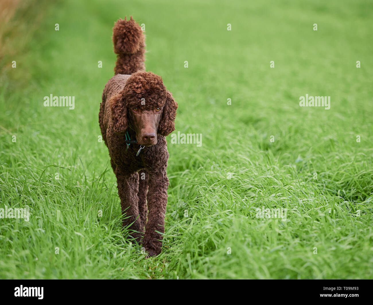 Toy poodle walking hi-res stock photography and images - Alamy