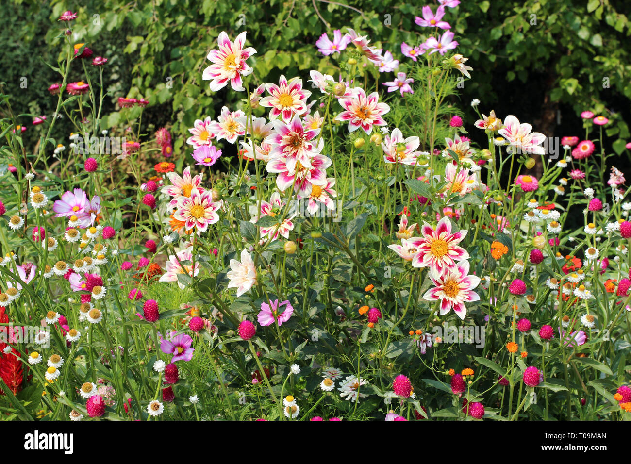 Starlight flowers hi-res stock photography and images - Alamy
