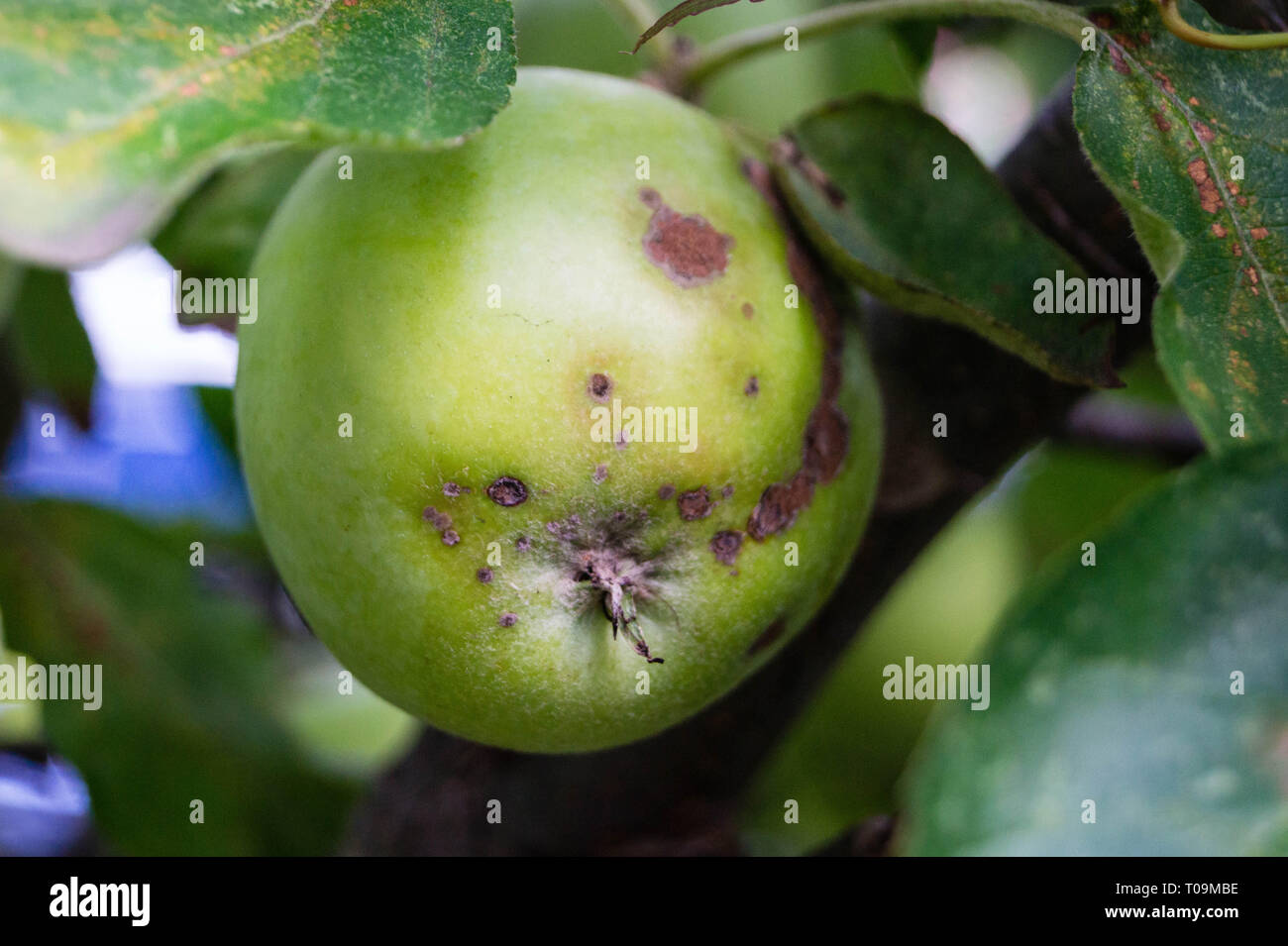 Fungal infection of apples Stock Photo - Alamy