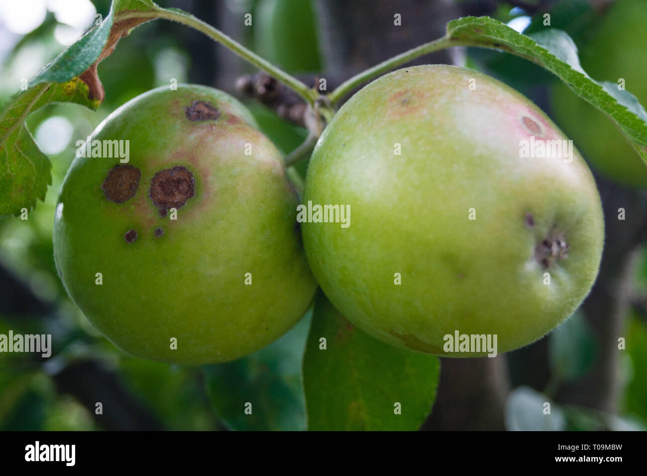 Fungal infection of apples Stock Photo - Alamy