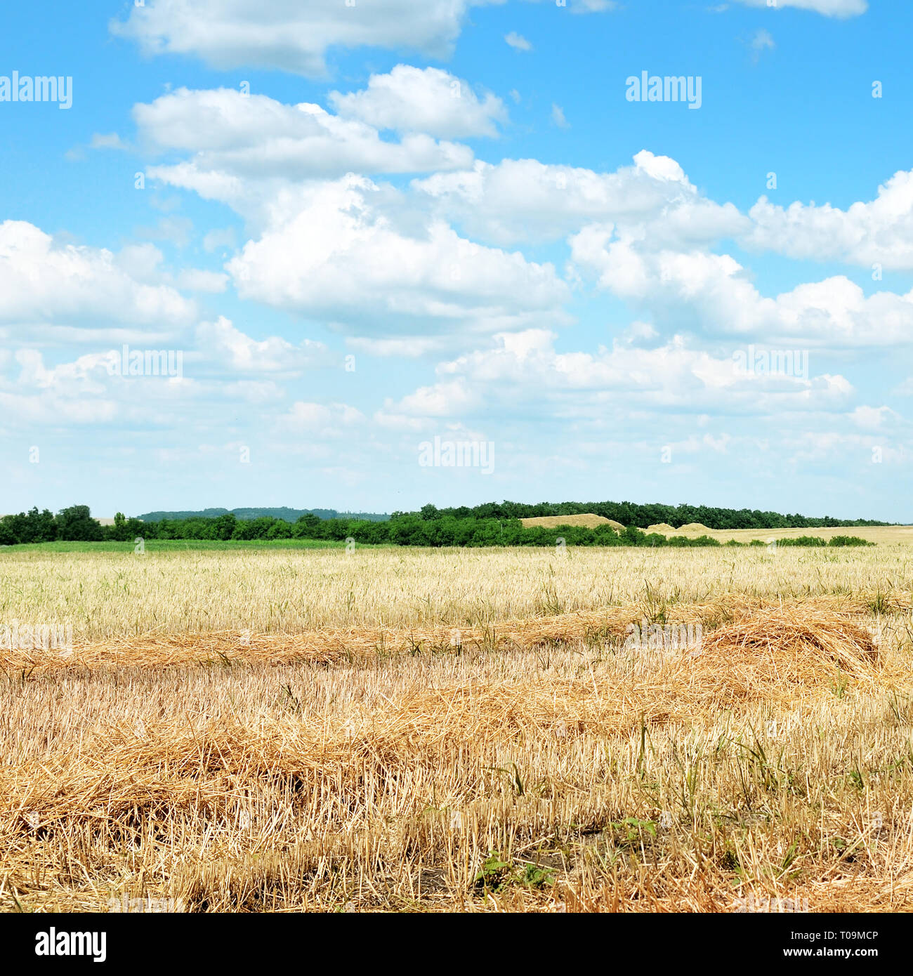 Wheat field after harvest Stock Photo - Alamy