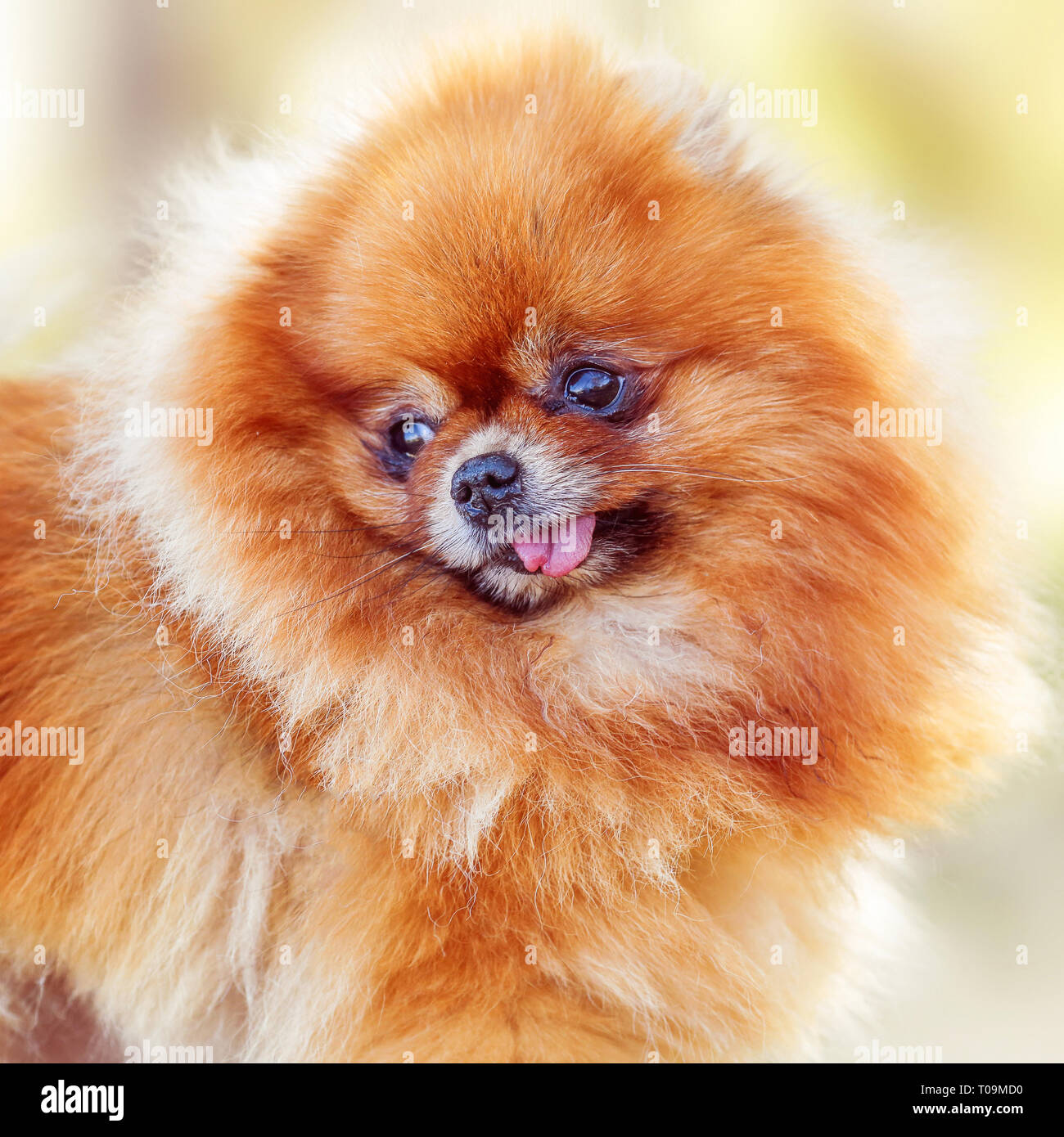 Portrait of the orange pomeranian Stock Photo - Alamy