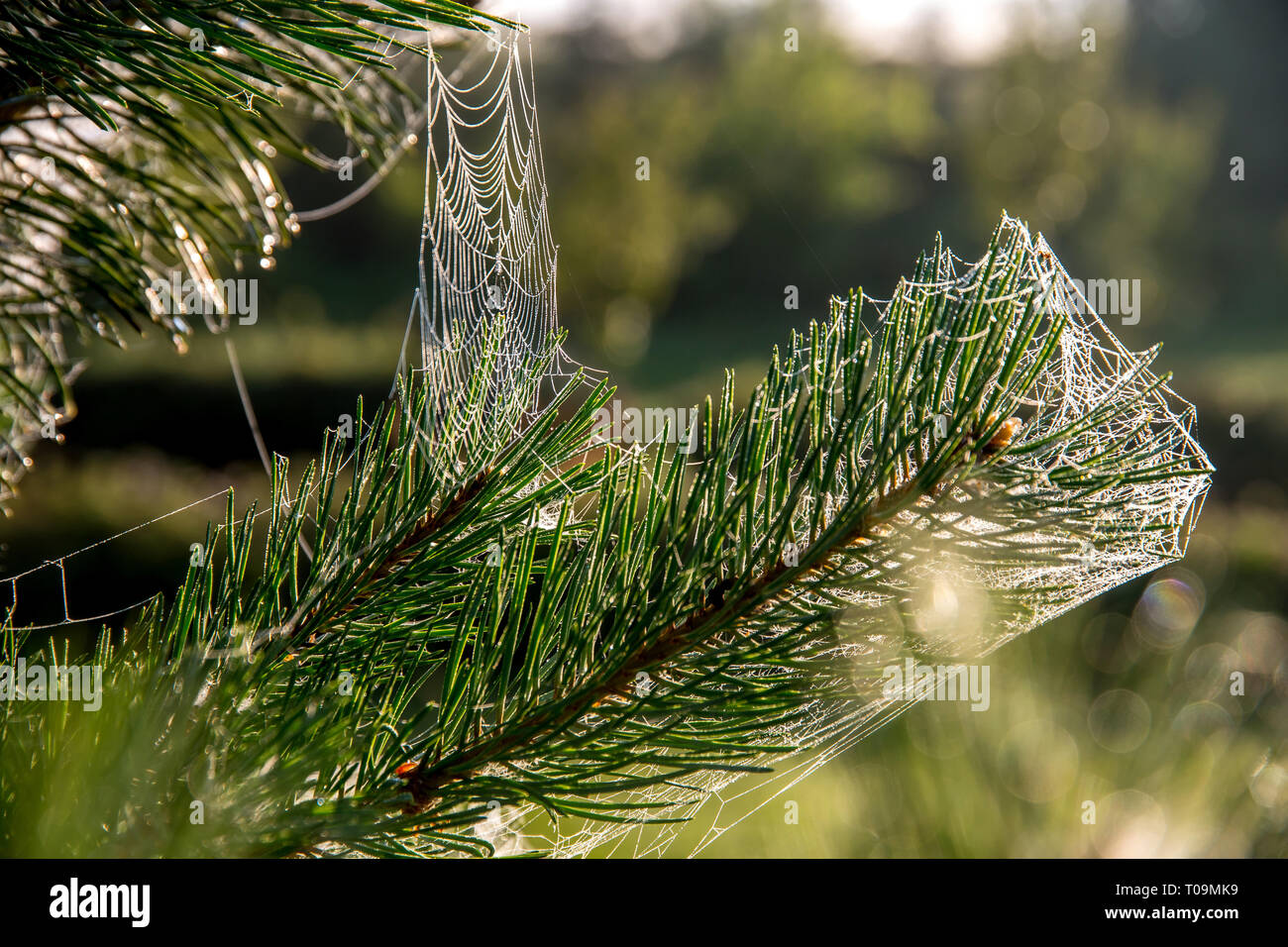 Spider web on the pine tree on green forest background.. Cobweb. Spider ...