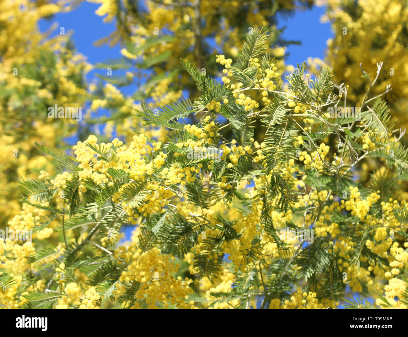 Yellow flowers called Mimosa of Acacia Tree also called Wattles symbol ...
