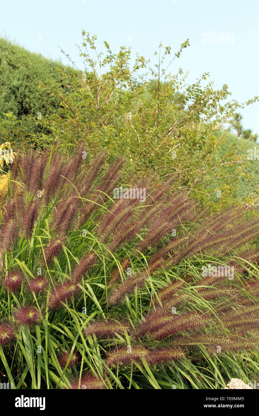 Chinese fountain grass pennisetum alopecuroides hi-res stock ...