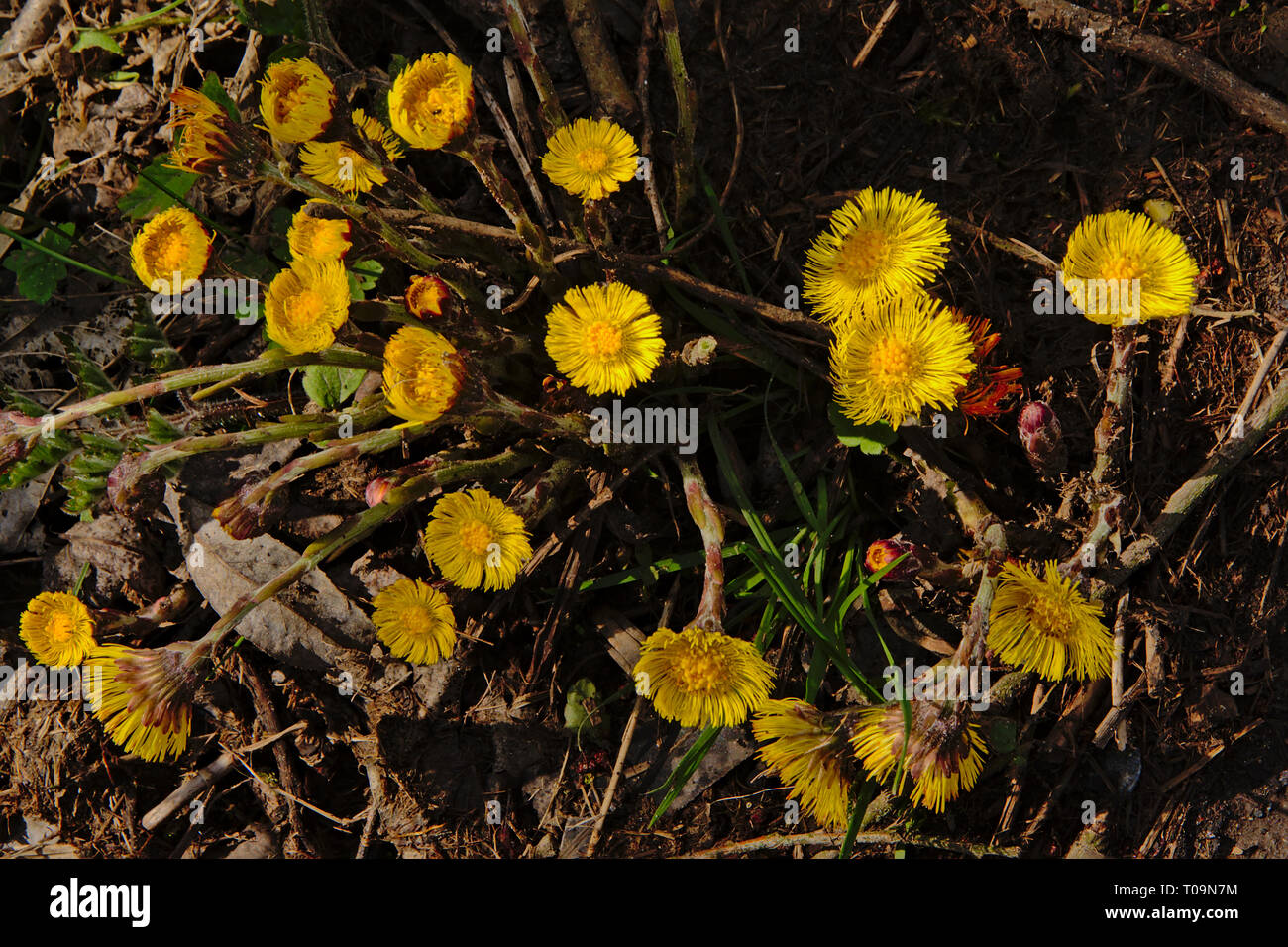 Bright yellow Tussilago or Coltsfoot flowers, overhead view - Tussilago ...
