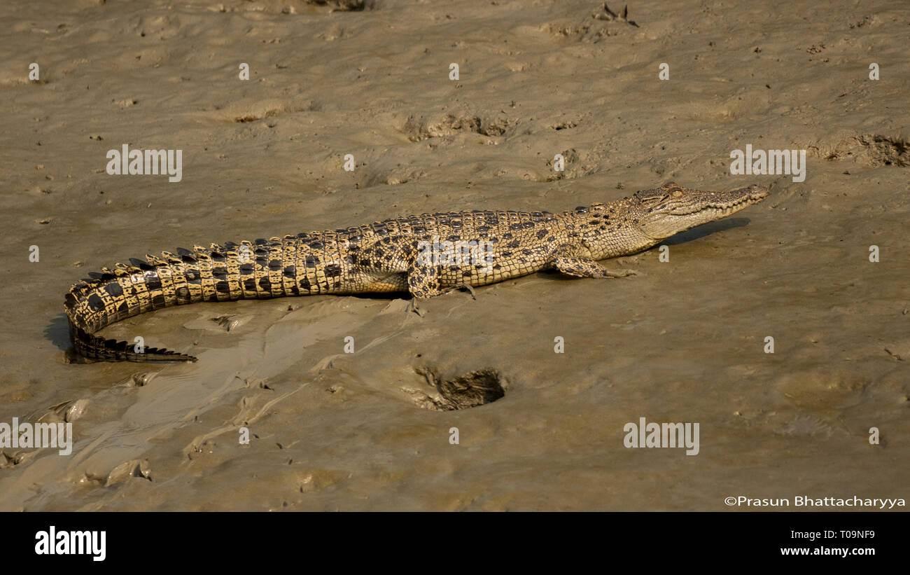 Indian gharial hi-res stock photography and images - Alamy