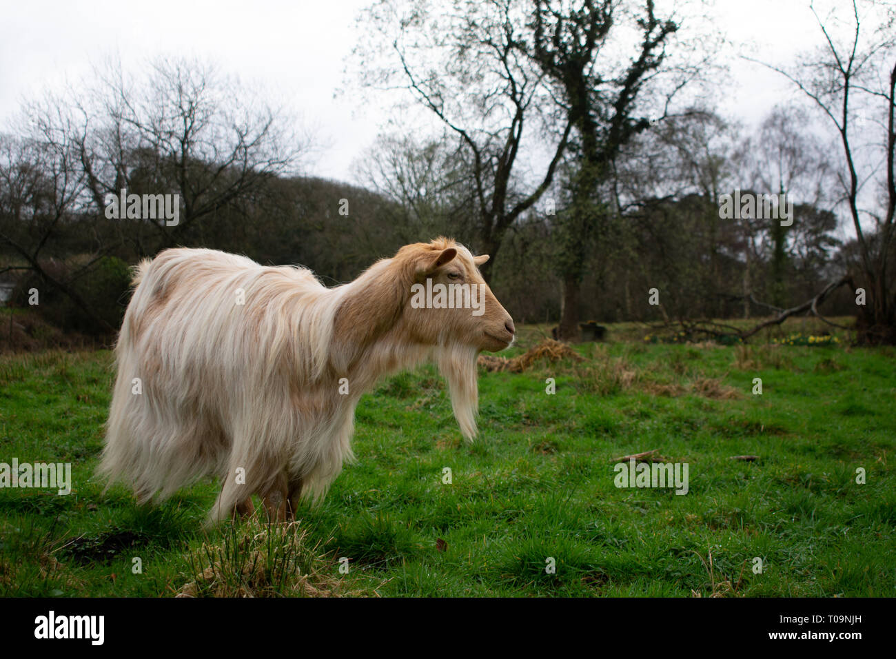 Golden Guernsey goat exploring in a field Stock Photo - Alamy