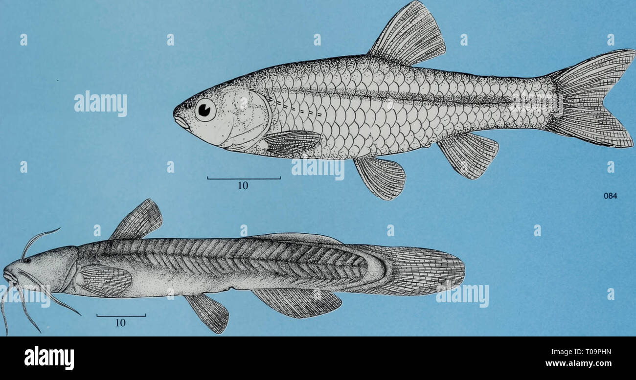 du jiang yan sheng wu Stock Photo - Alamy