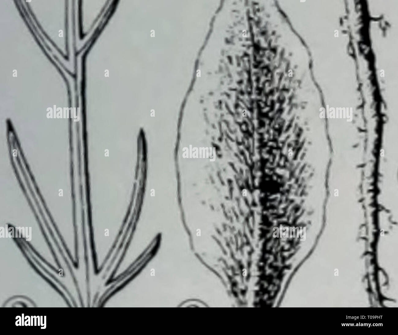 e er duo si zhi Stock Photo - Alamy