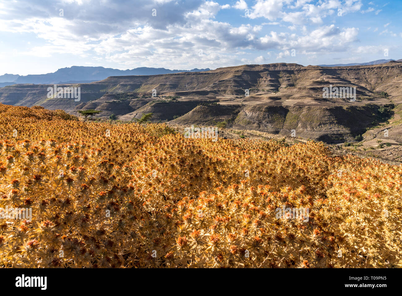 Saflor flower field between in Tigray, Northern Ethiopia, Africa Stock ...