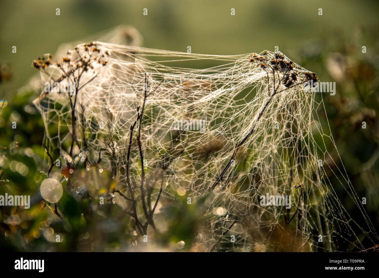 Beautiful spider nets hi-res stock photography and images - Alamy