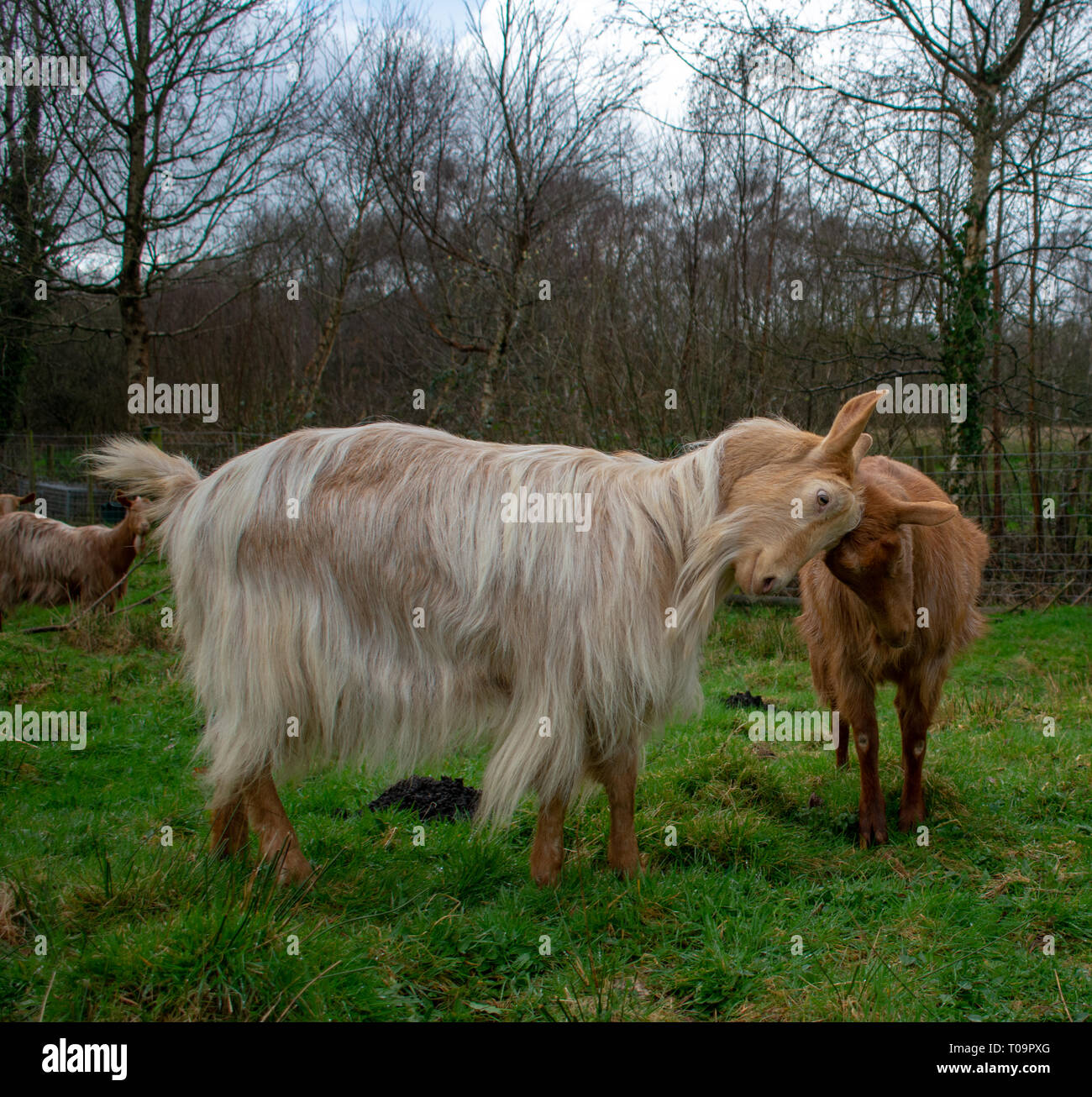 Guernsey golden guernsey goats hi-res stock photography and images - Alamy
