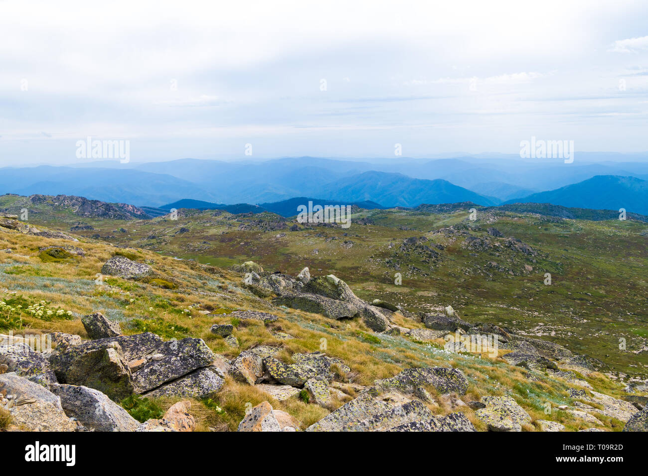 Native Australian forest vegetation in Kosciuszko National Park, NSW ...