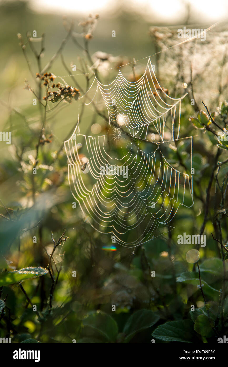 Shining water drops on spider web on green forest background in Latvia ...