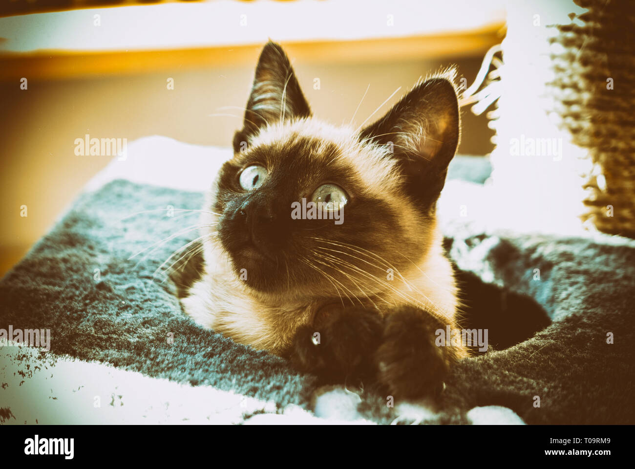 Cat coming hi-res stock photography and images - Alamy