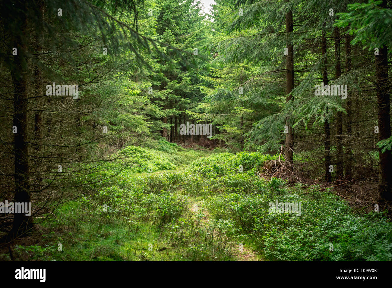 Mystic forrest path spooky creepy trail cloudy summer Stock Photo - Alamy