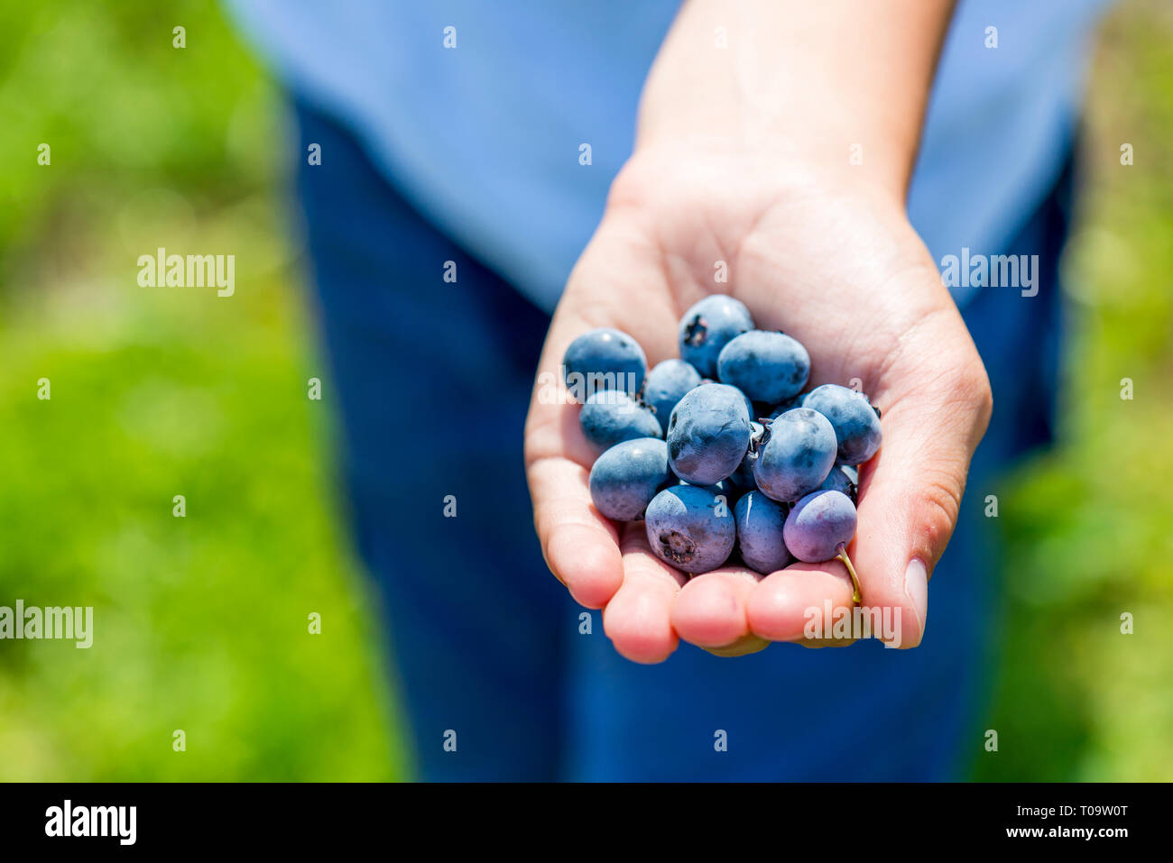 kid's hand full of blueberries, shallow depth of field Stock Photo - Alamy