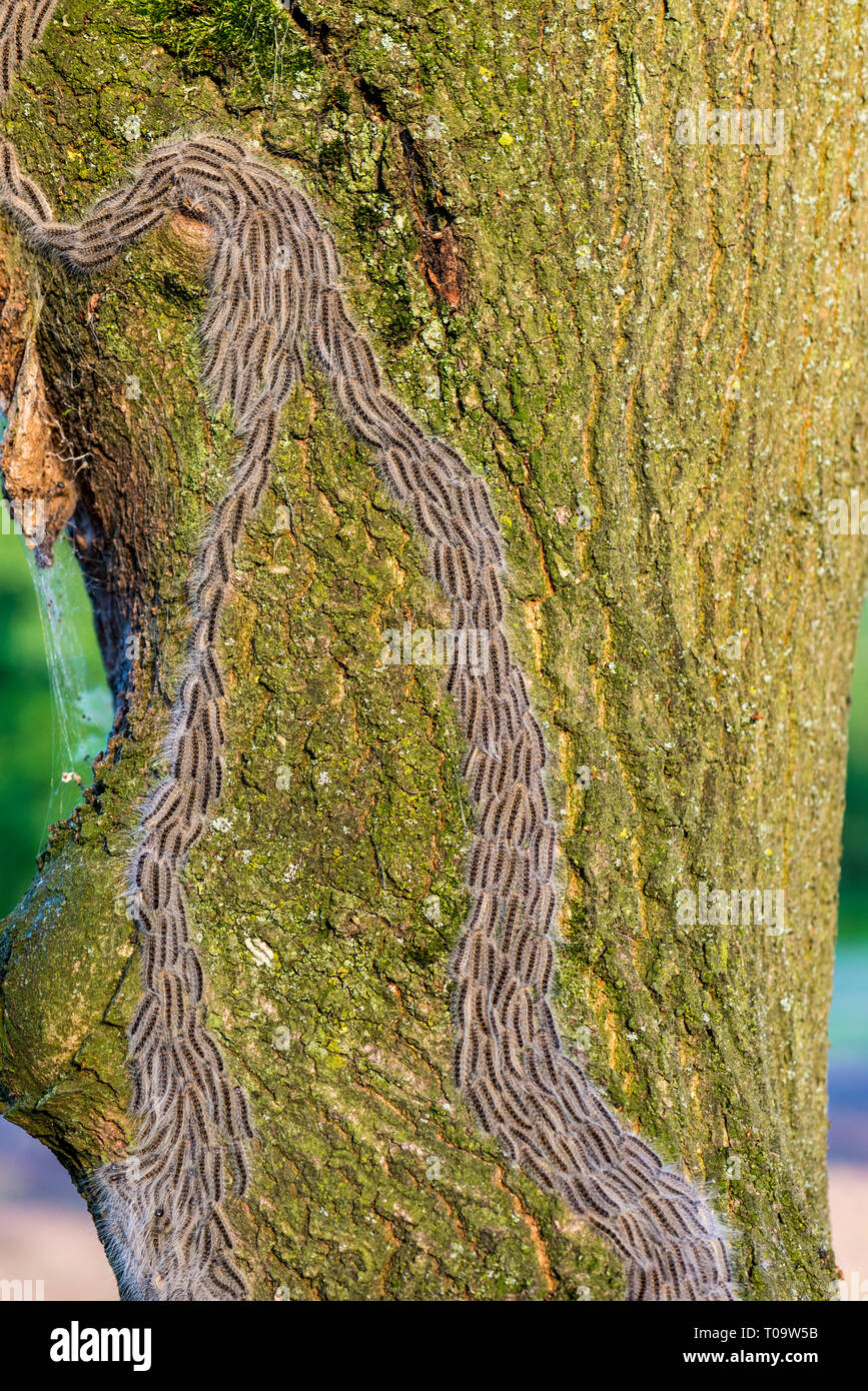 oak processionary caterpillar plague Stock Photo - Alamy