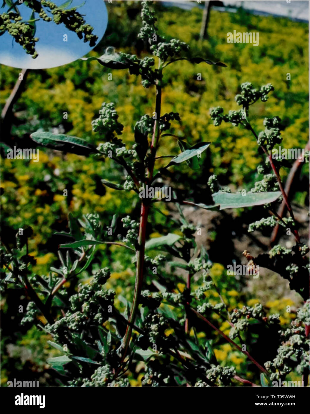 e er duo si zhi Stock Photo - Alamy