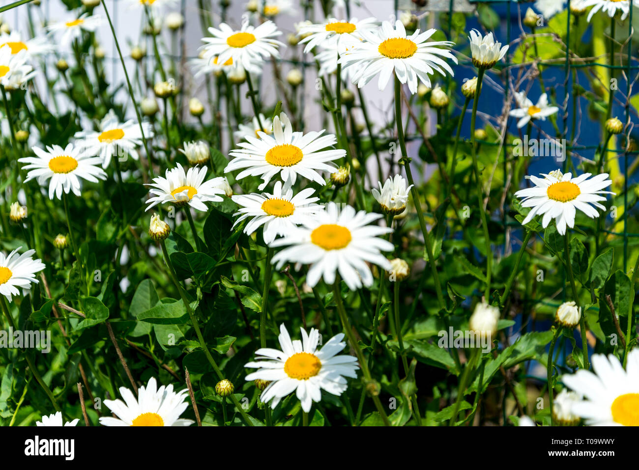 Garden marguerites hi-res stock photography and images - Alamy