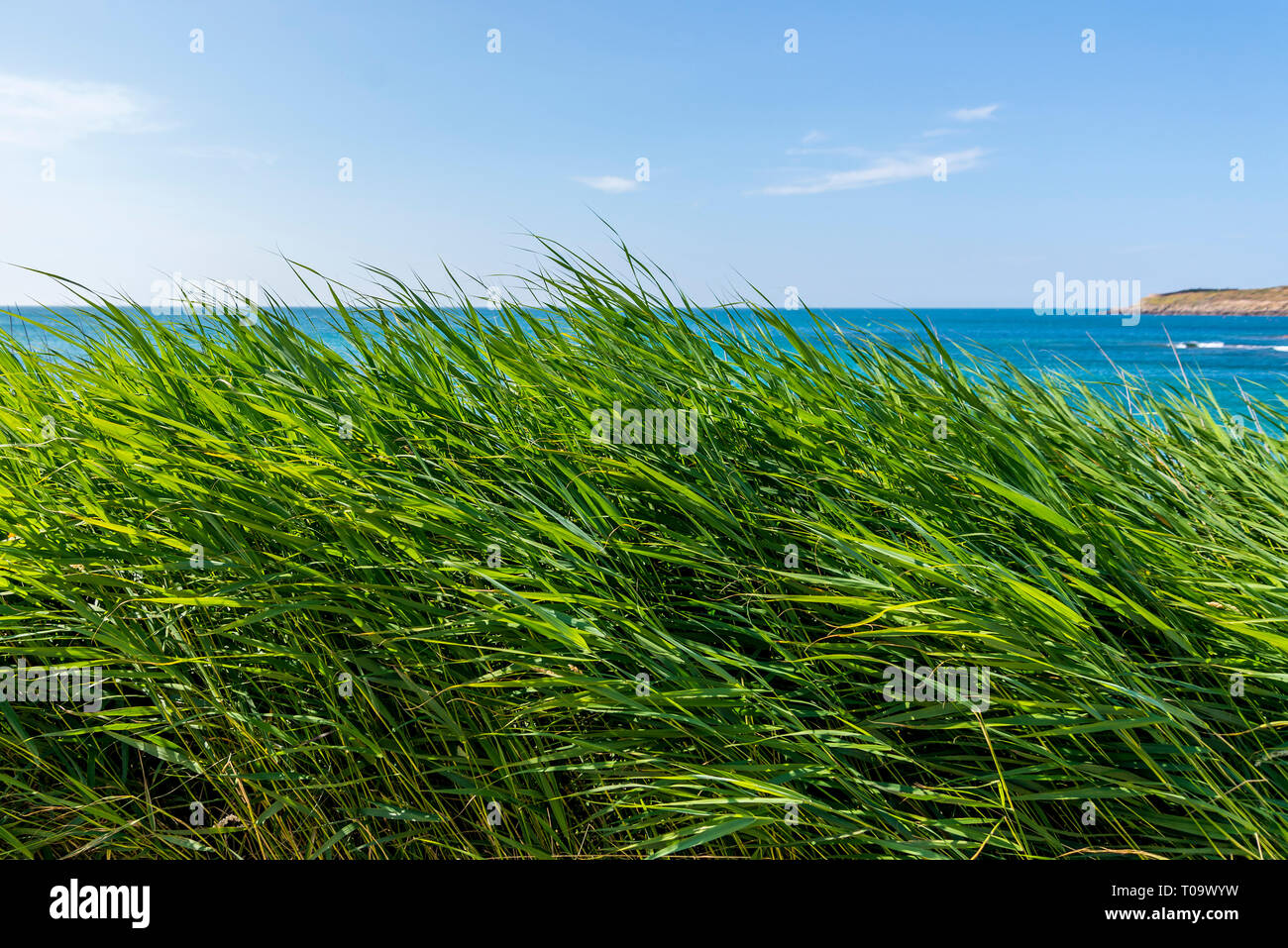 Grass by the sea hi-res stock photography and images - Alamy