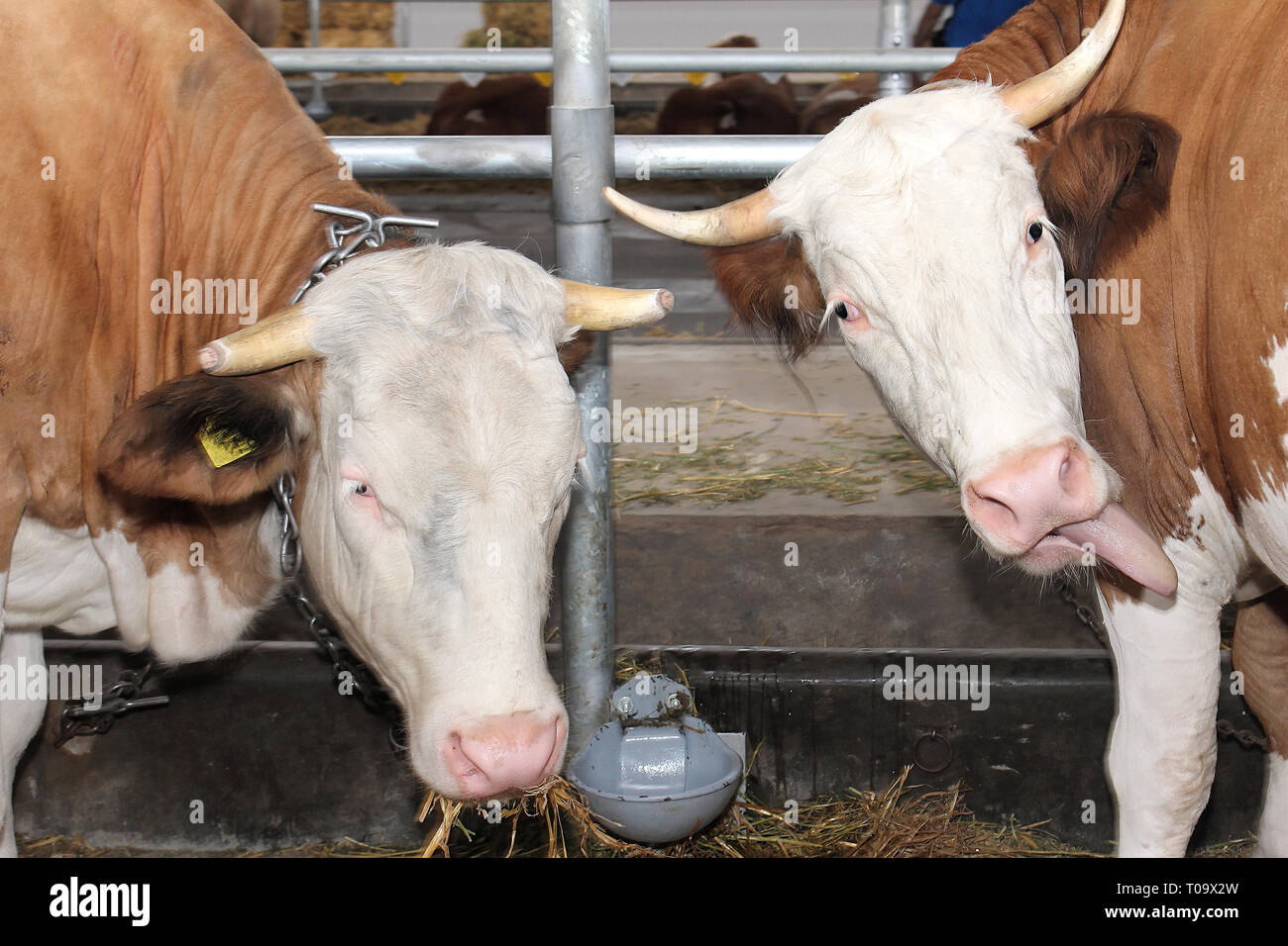 Two cows inside agricultural farm with one sticking out the tongue ...