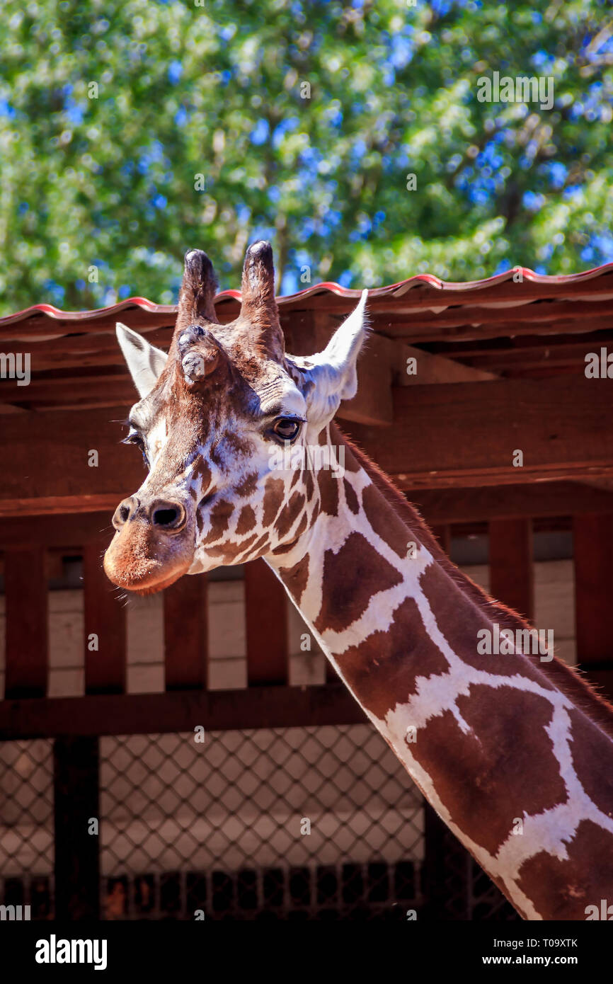 Giraffe walking through the zoo. Animal in the zoo. An animal in ...