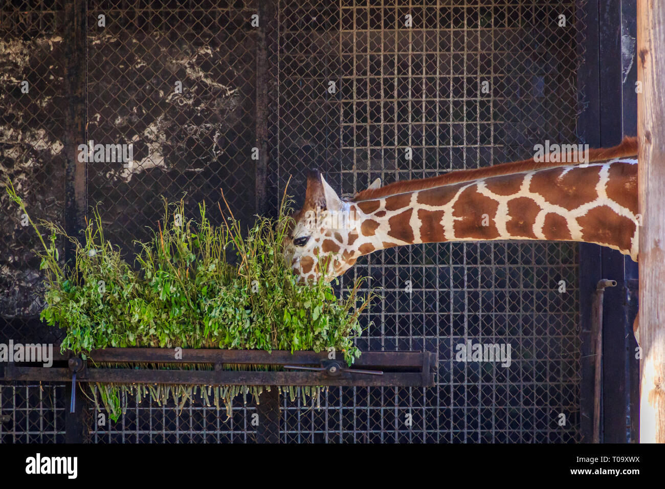 Giraffe walking through the zoo. Animal in the zoo. An animal in ...
