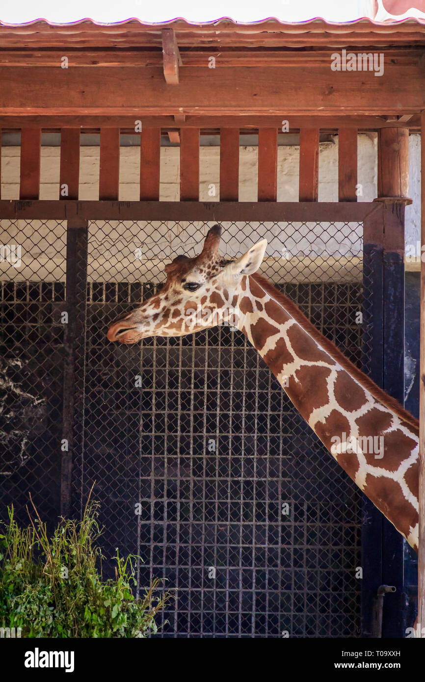 Giraffe walking through the zoo. Animal in the zoo. An animal in ...