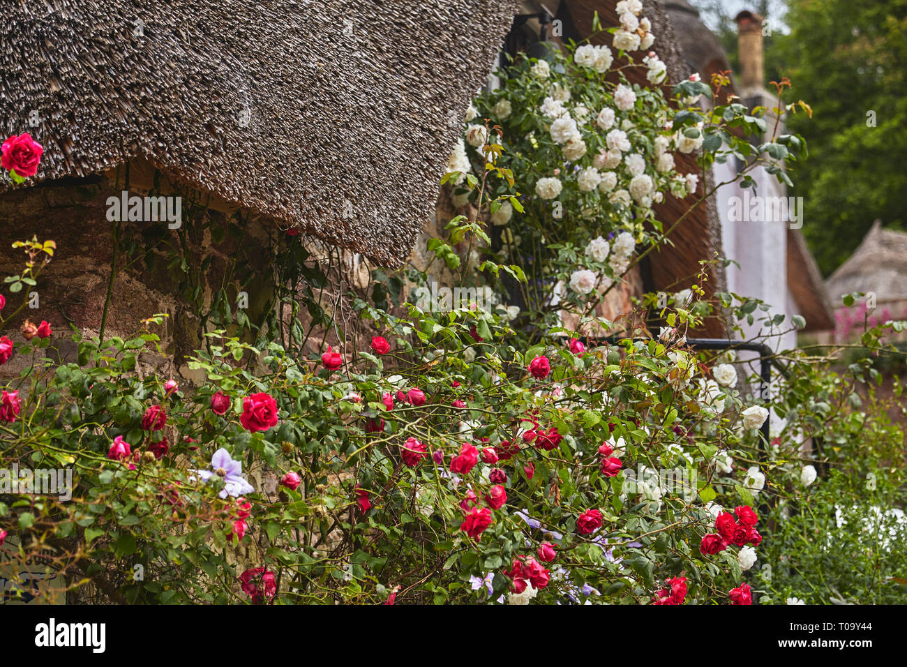 Great roses hi-res stock photography and images - Alamy