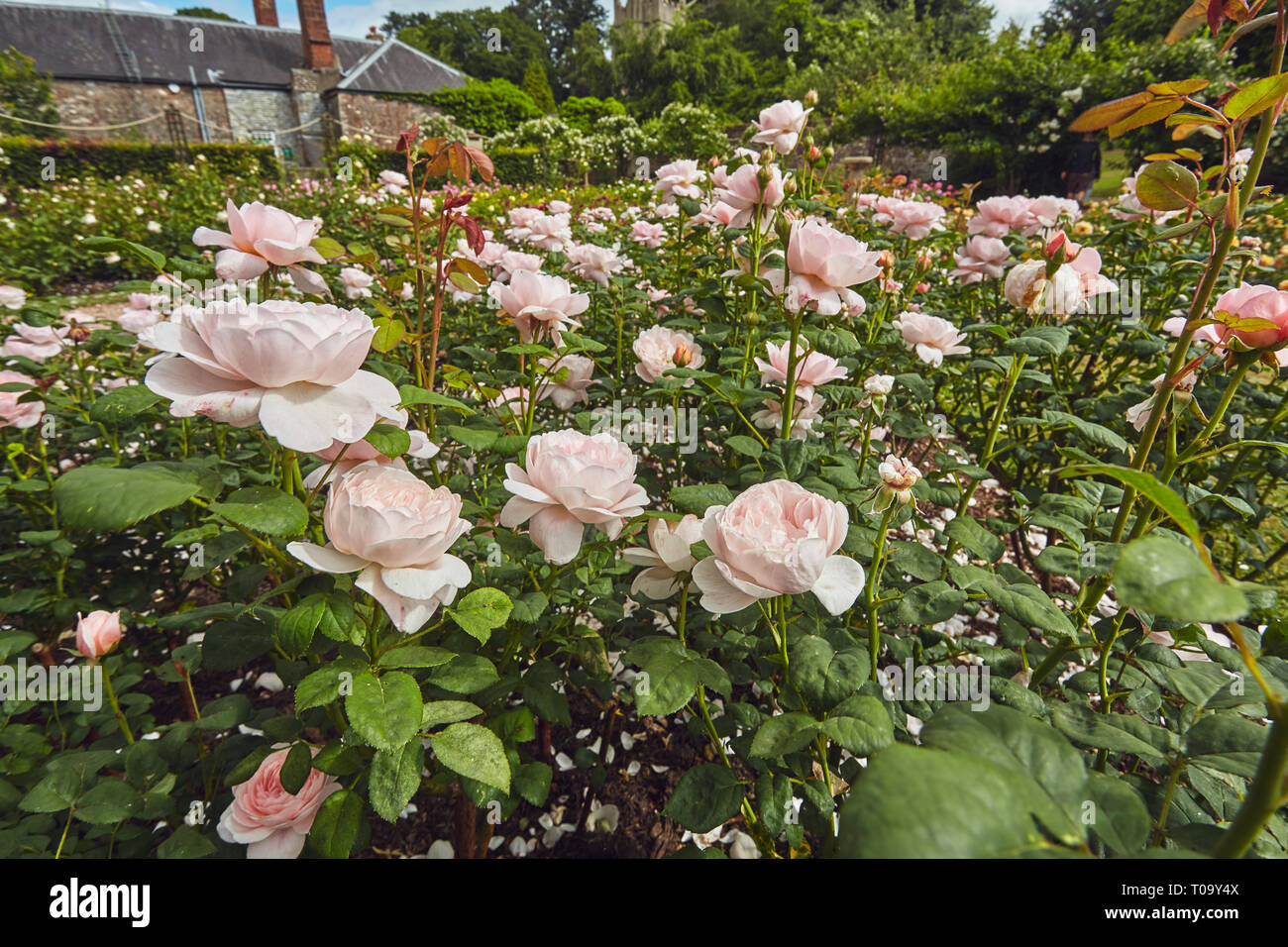Roses in full bloom in the rose garden, at the height of summer ...