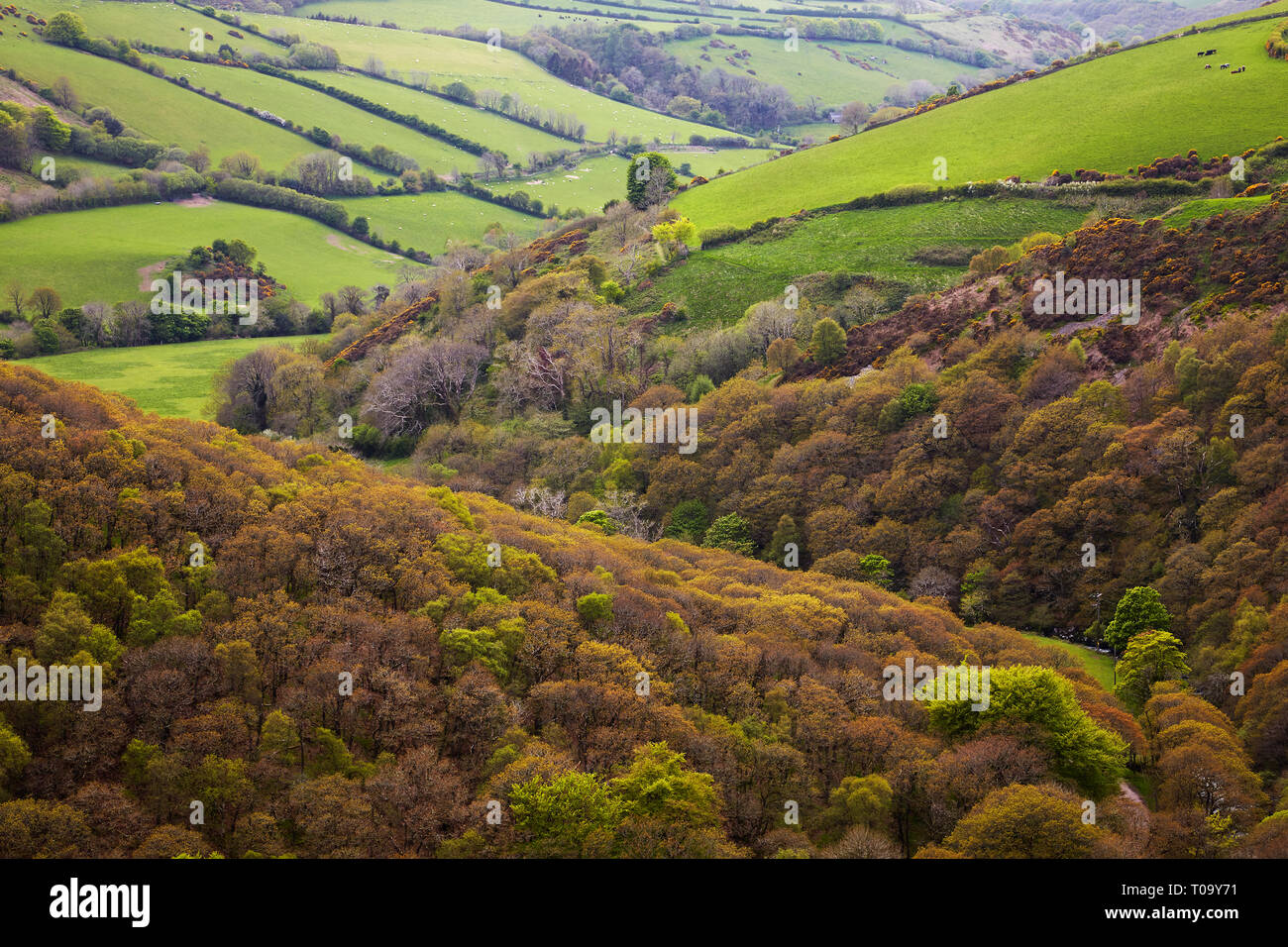 Moorland and woodland view in spring, at County Gate, near Lynmouth ...