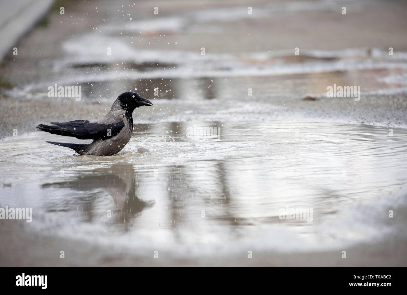 Berlin, Germany. 19th Mar, 2019. A crow takes a bath in a puddle in the ...
