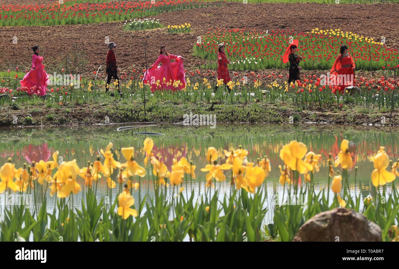 Huangshan, China. 19th Mar, 2019. Huangshan, CHINA-Blooming tulip ...