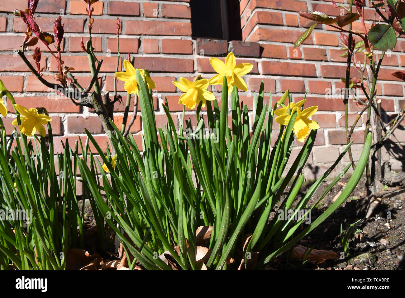 Copenhagen, Denmark. 19th Mar 2019. Daffodils flowers beautiful yelow ...