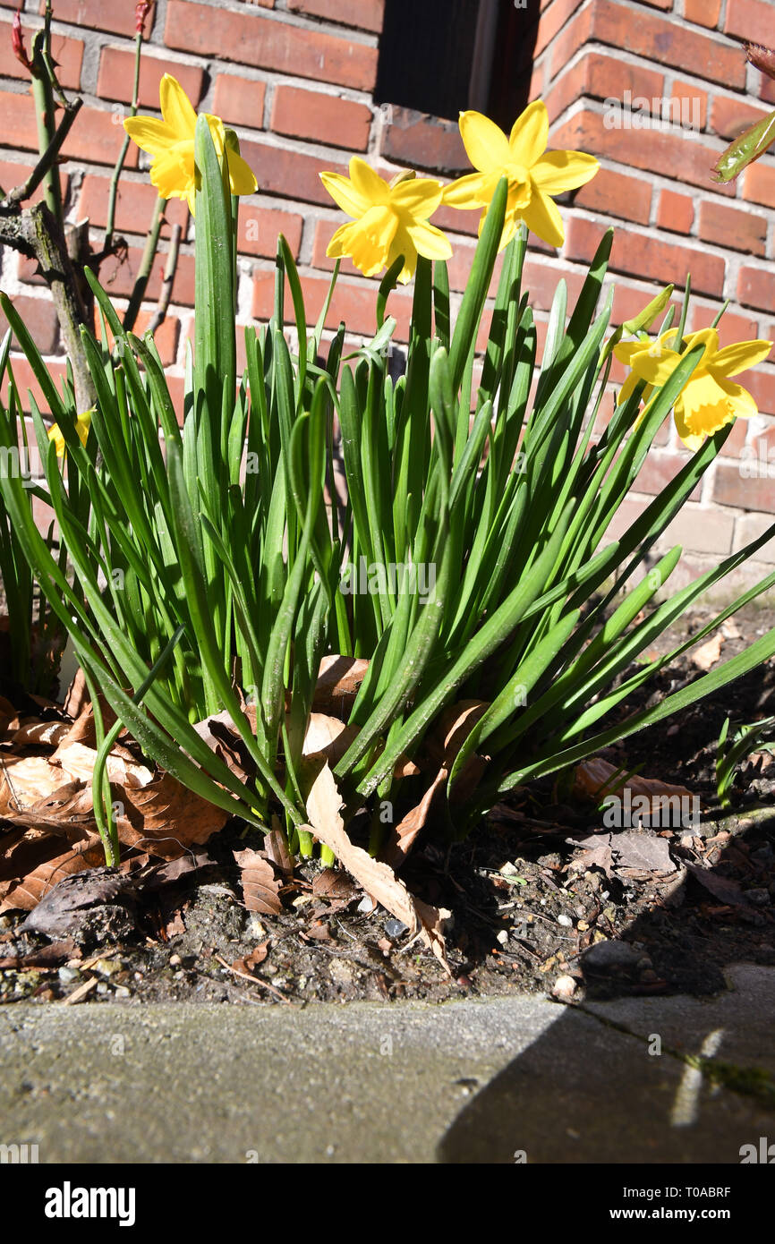 Copenhagen, Denmark. 19th Mar 2019. Daffodils flowers beautiful yelow ...