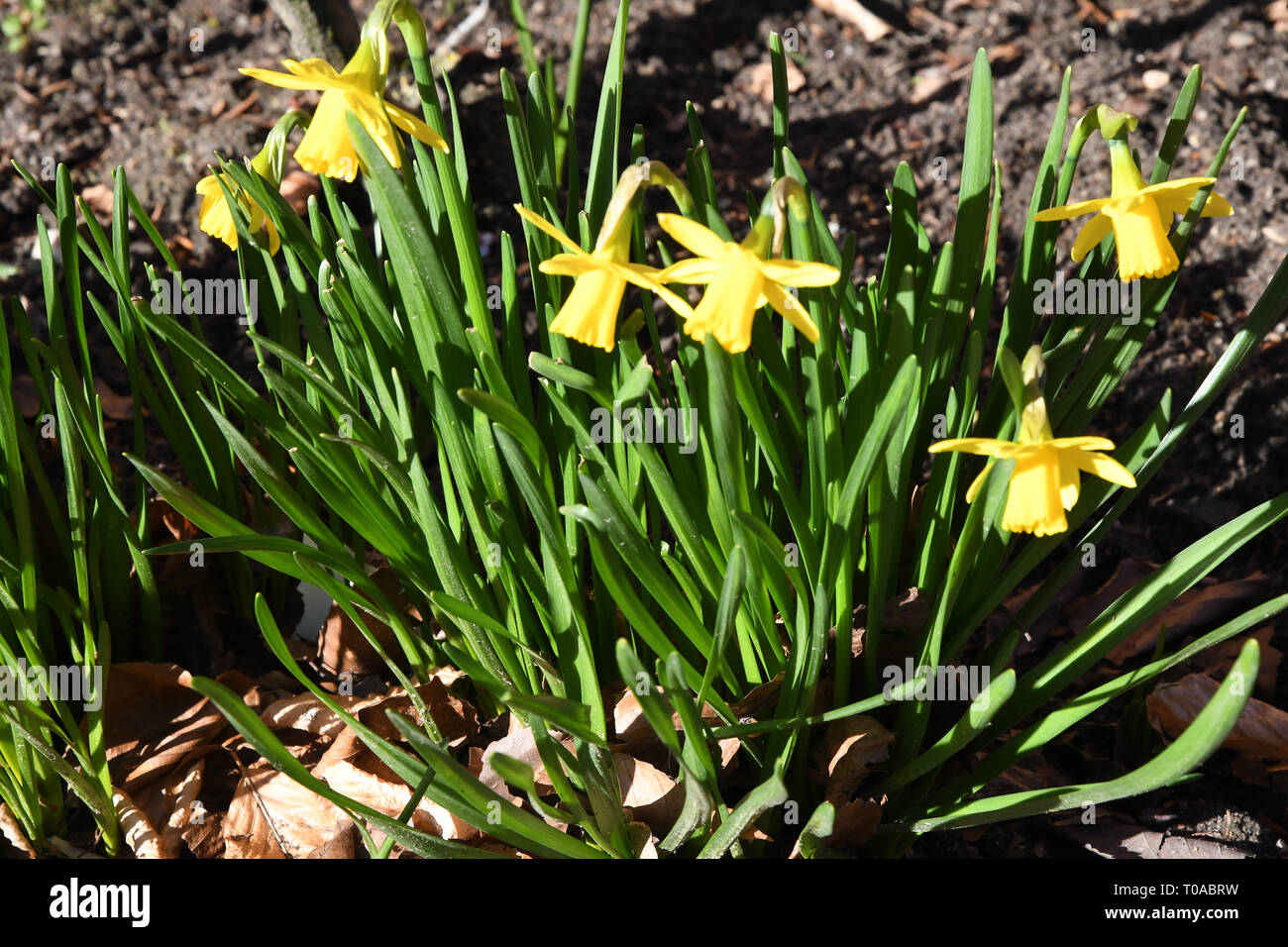 Copenhagen, Denmark. 19th Mar 2019. Daffodils flowers beautiful yelow ...