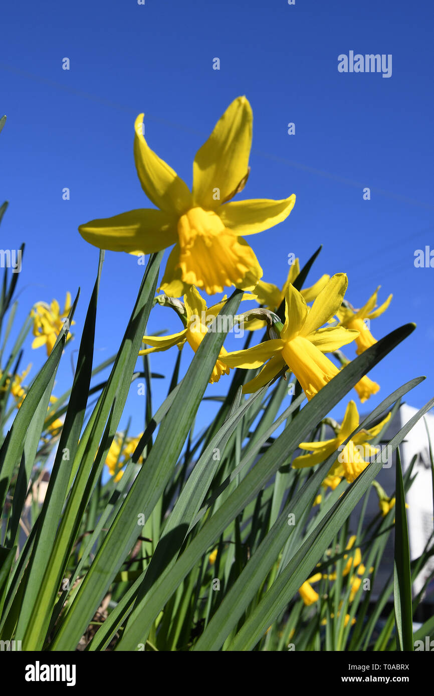 Copenhagen, Denmark. 19th Mar 2019. Daffodils flowers beautiful yelow ...