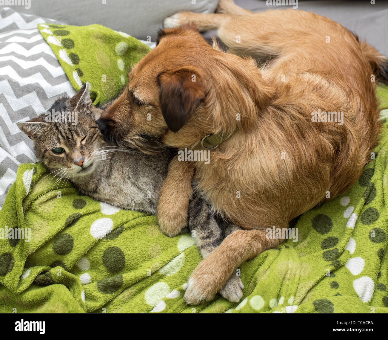 Dog and cat playing together Stock Photo - Alamy