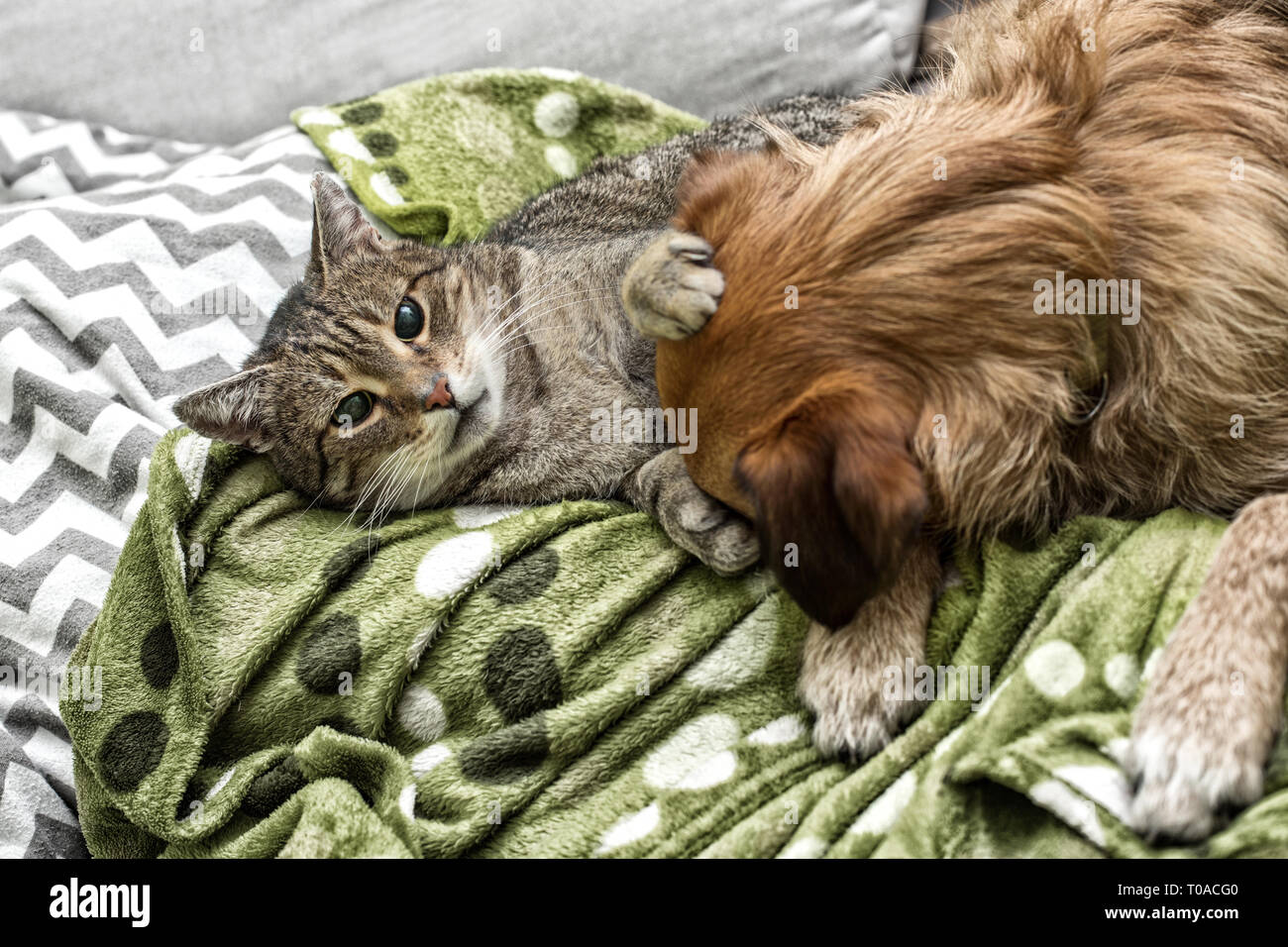 Dog and cat playing together Stock Photo - Alamy