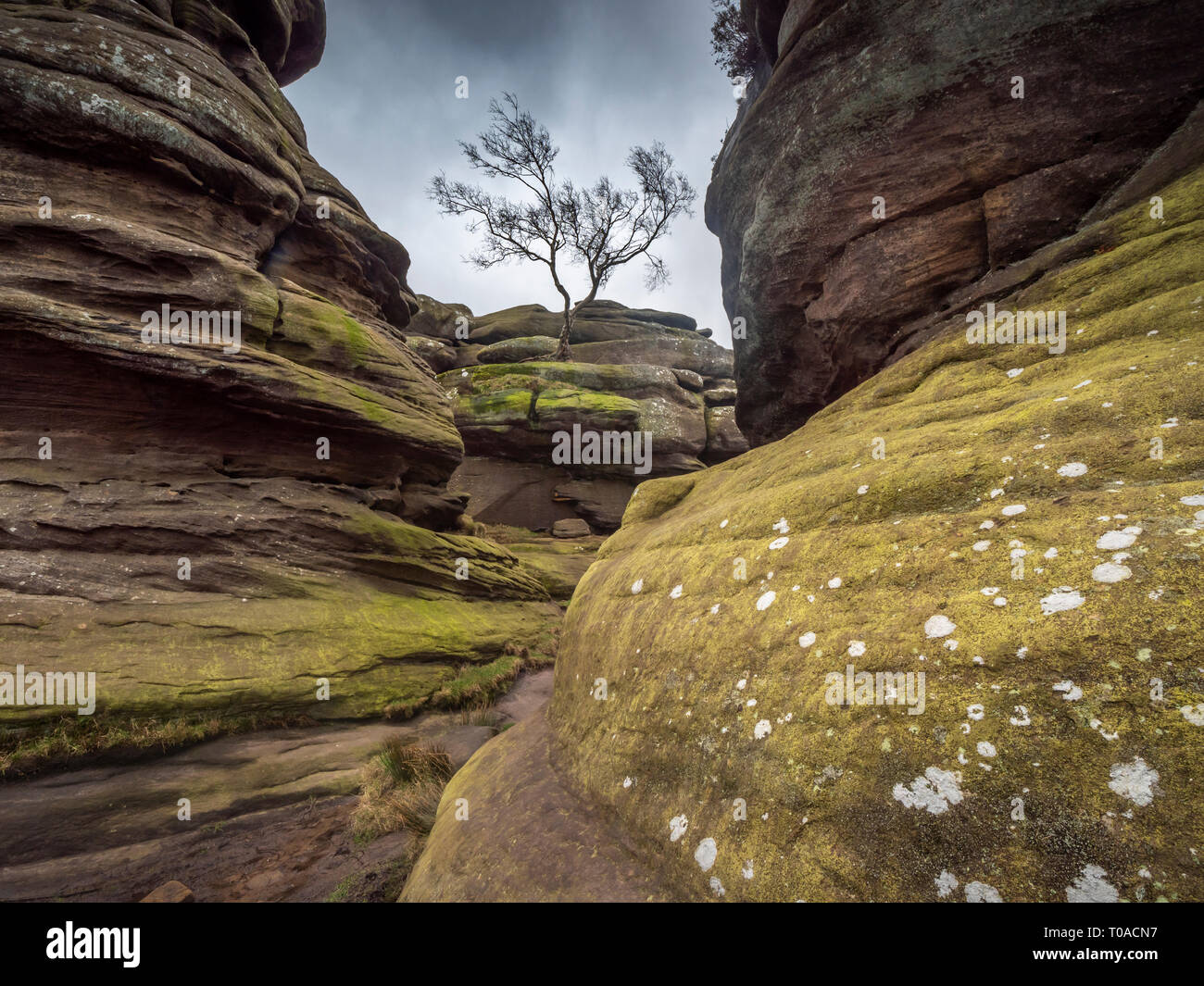Brimham Rocks are balancing rock formations on Brimham Moor in North ...