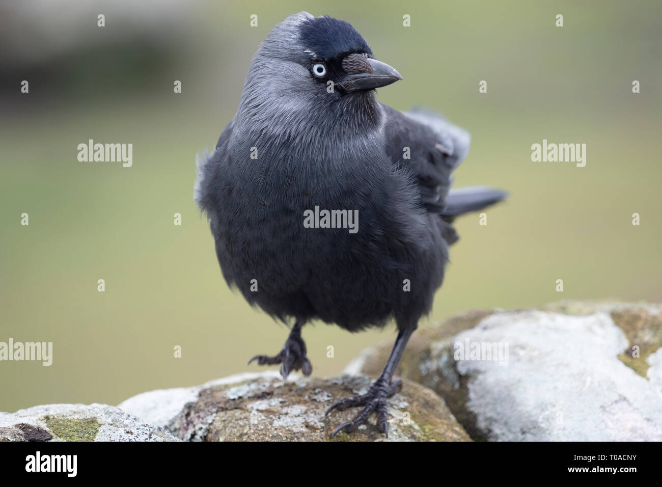 The western jackdaw, also known as the Eurasian jackdaw, European ...