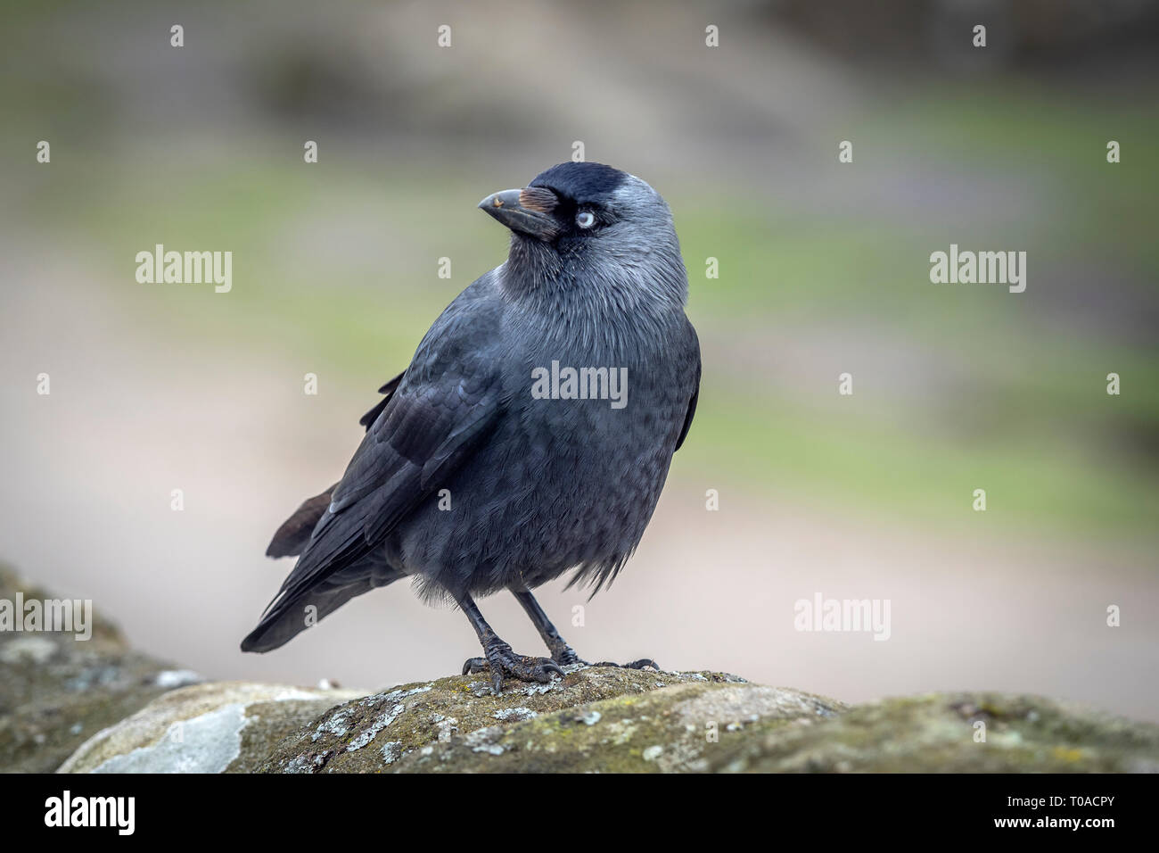 The western jackdaw, also known as the Eurasian jackdaw, European ...