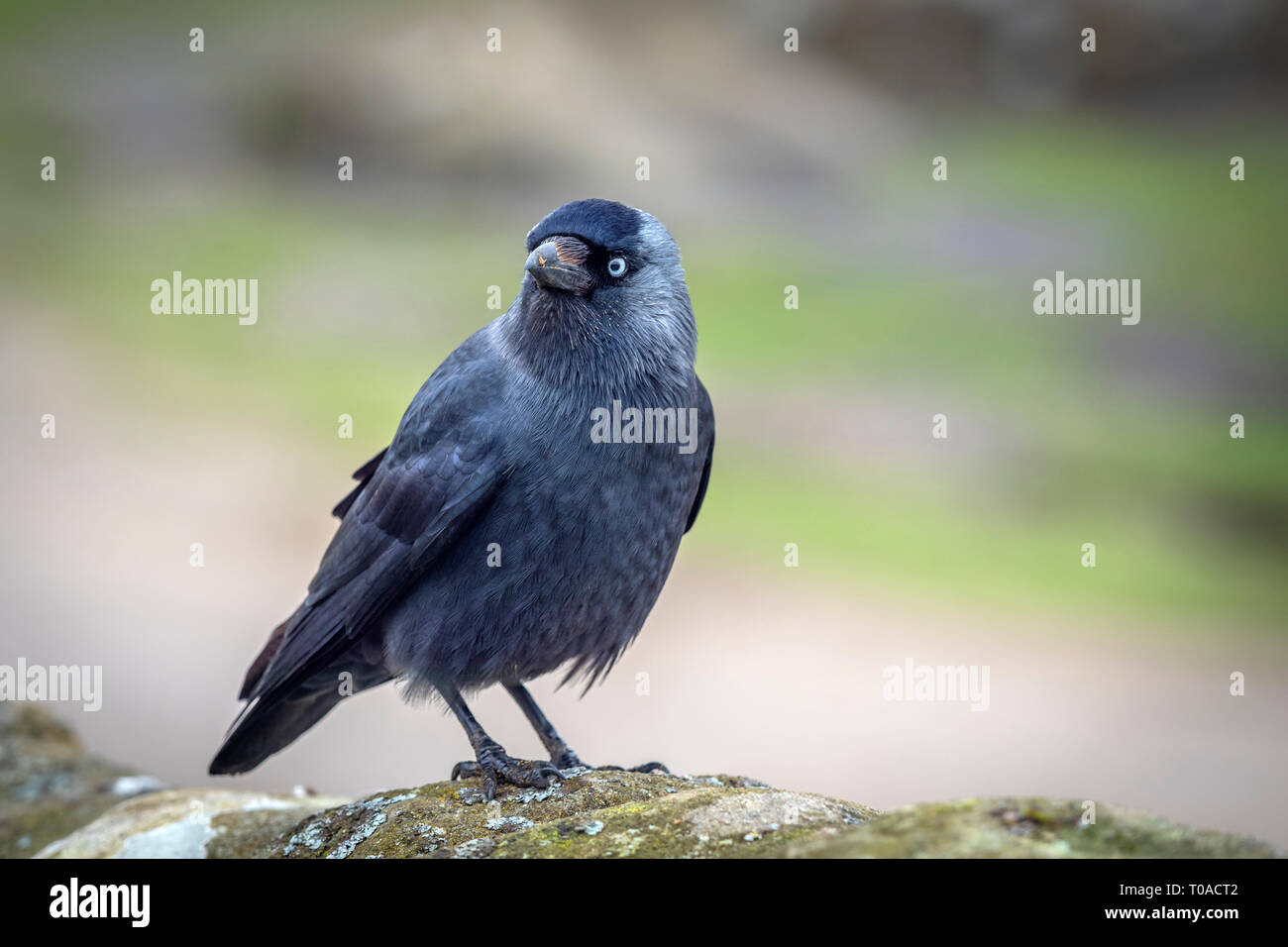 The western jackdaw, also known as the Eurasian jackdaw, European ...