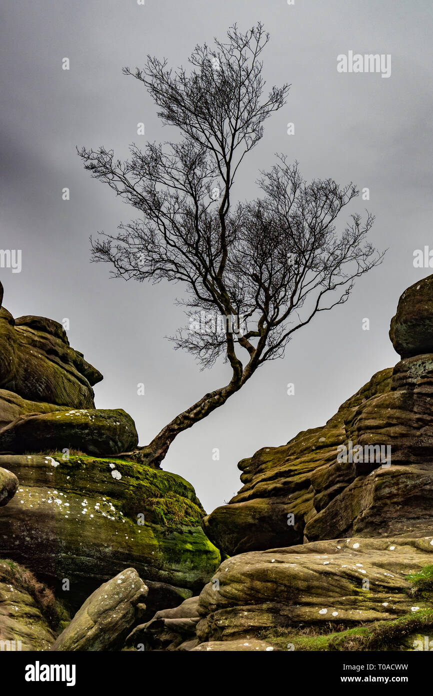 Brimham Rocks are balancing rock formations on Brimham Moor in North ...