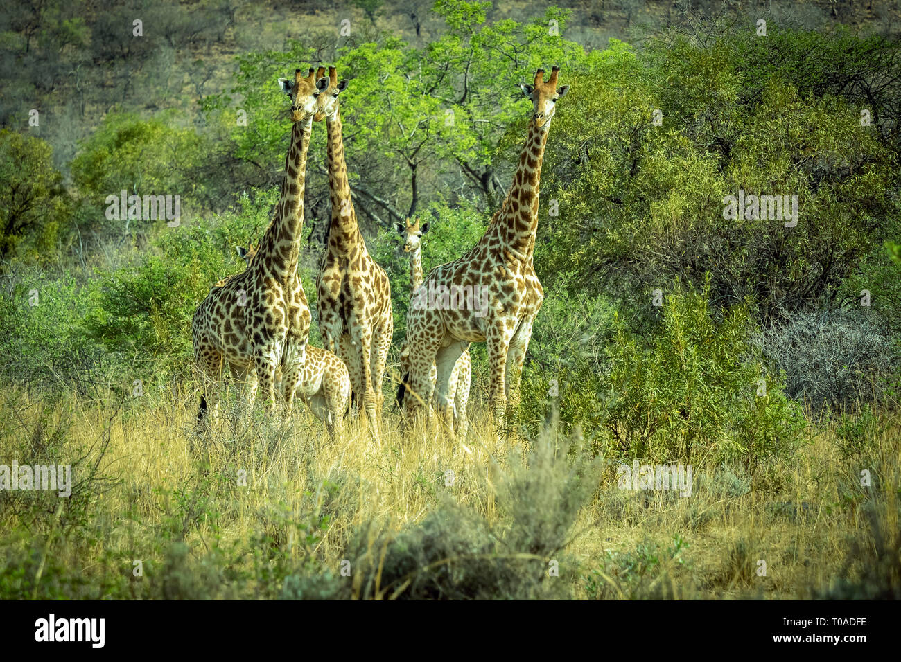 Dabchick Wild Life Reserve, Limpopo District, South Africa Stock Photo ...