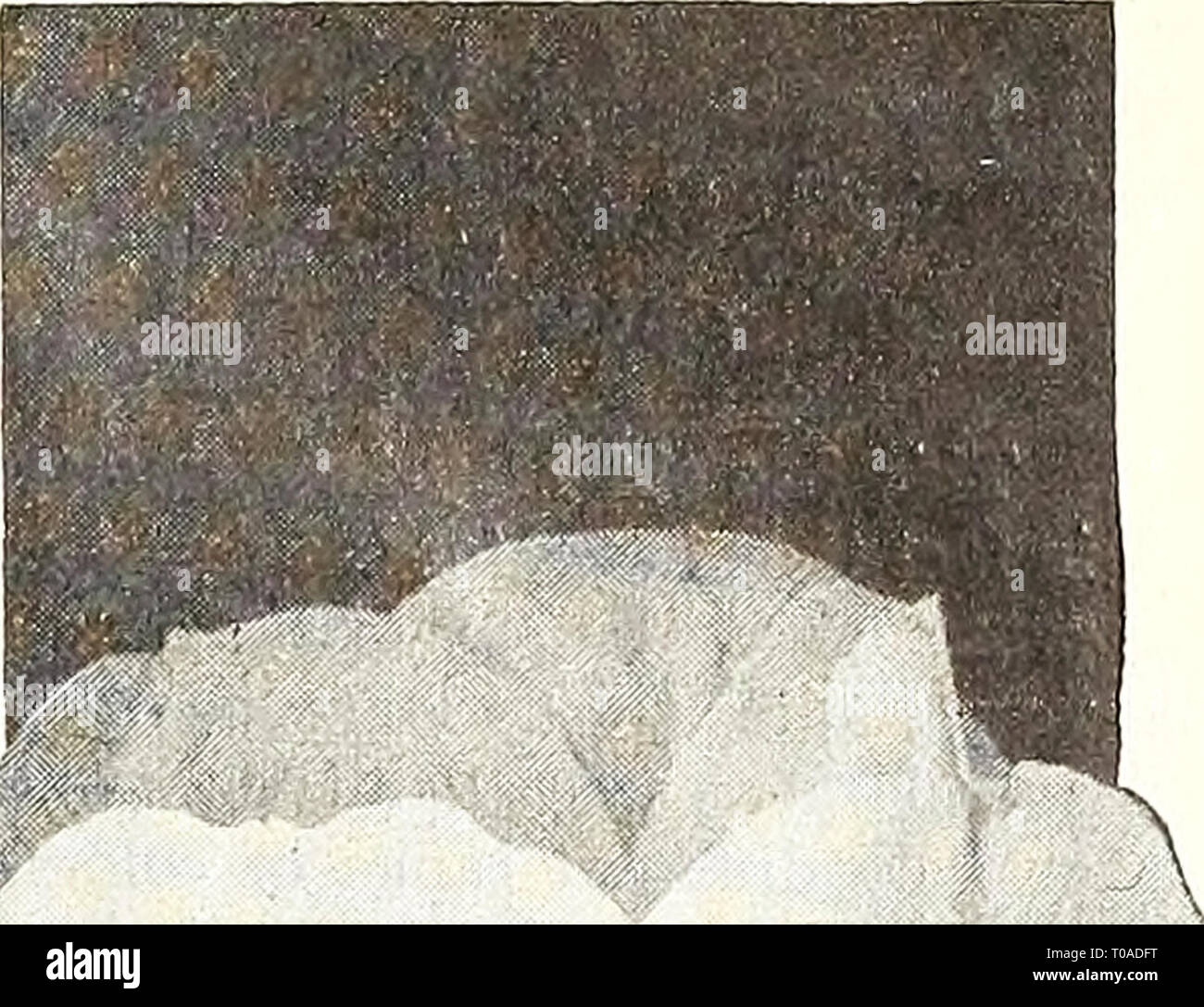 Dreer's mid-summer catalogue 1930 (1930 Stock Photo - Alamy